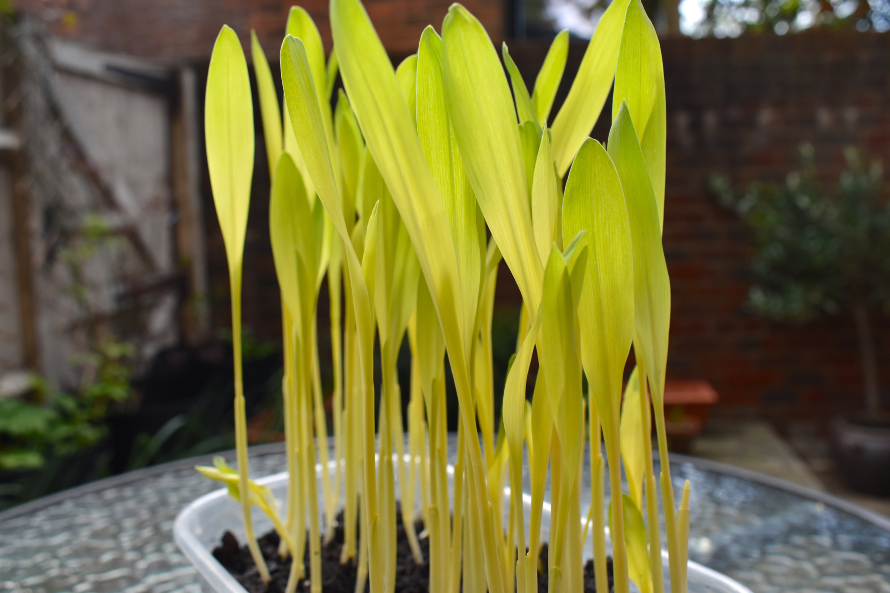 Sweet Green Breakfast Smoothie with Fresh Corn Shoots Recipe - Grit